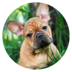 Home | Independence Pet Group